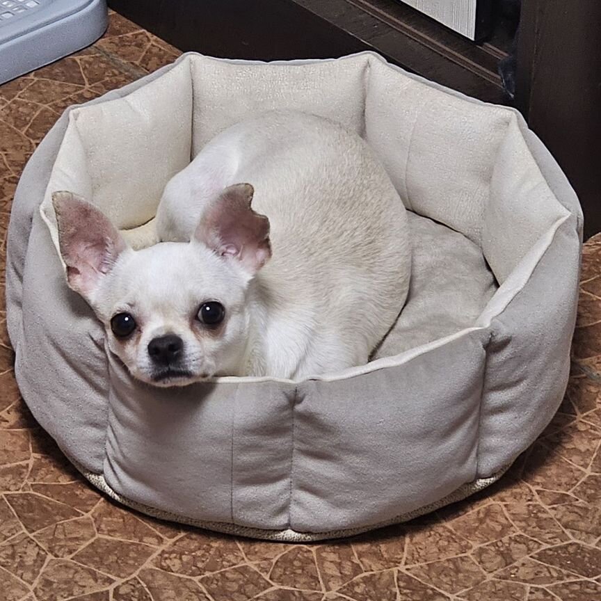 Чихуахуа, взрослая собака