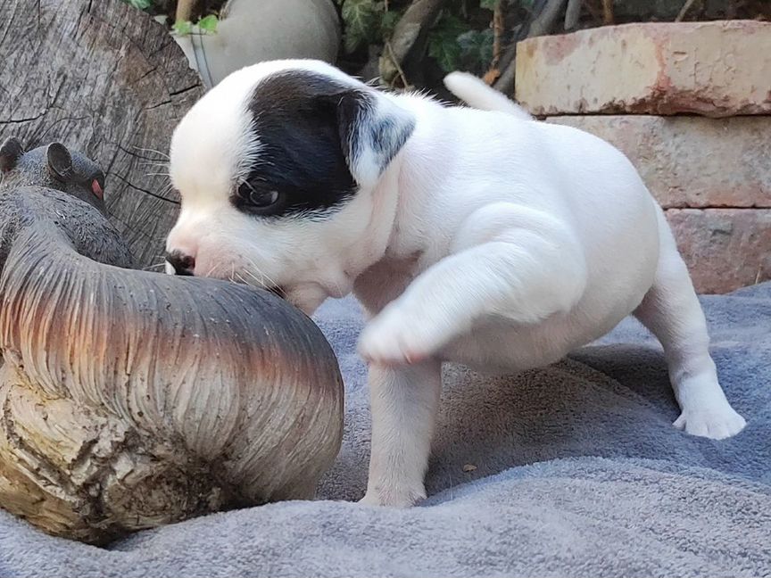 Белоснежная малышка стаффи