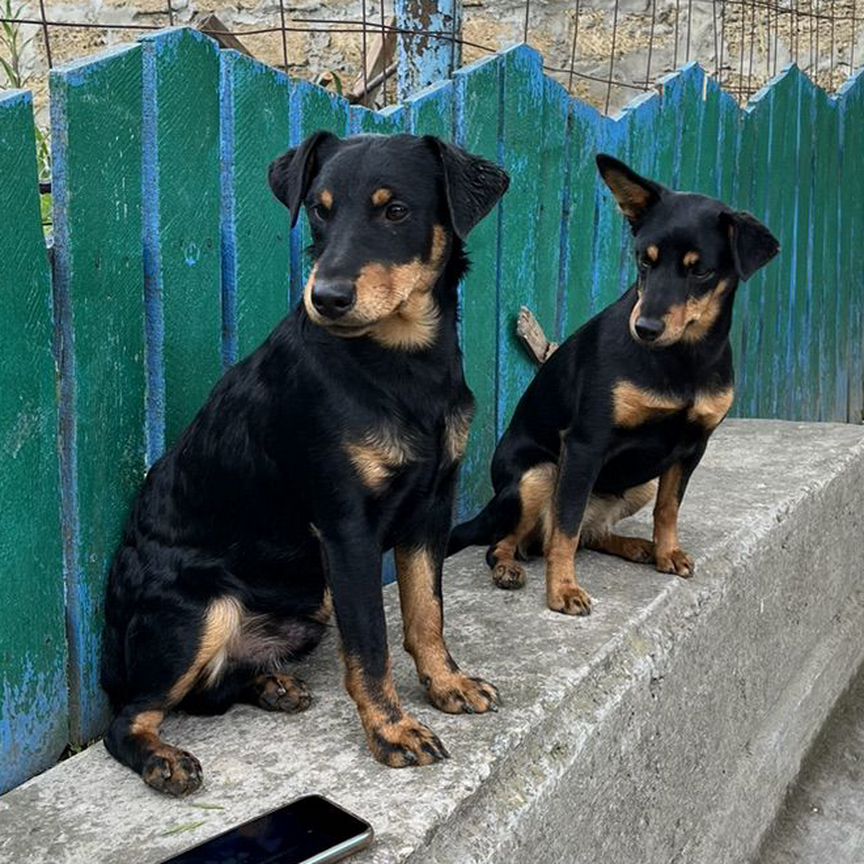 Щенки ягдтерьера Севастополь