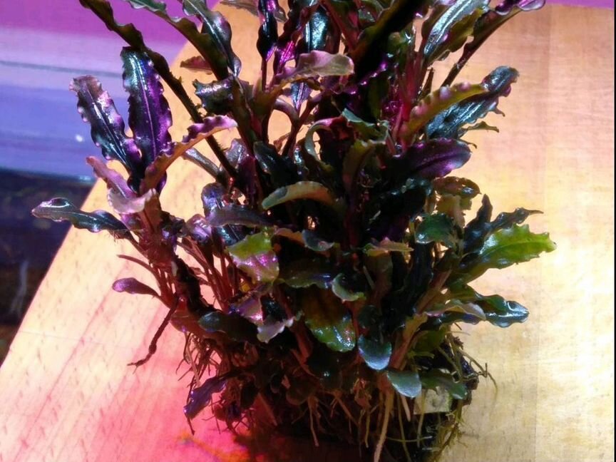 Аквариумные рыбки и растения