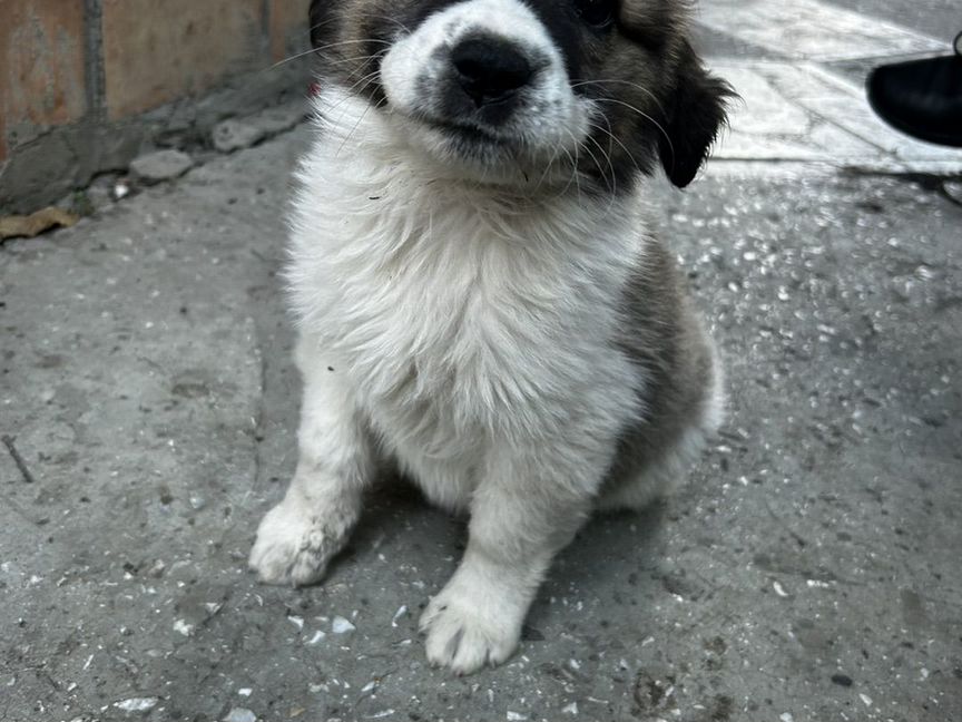 Московская сторожевая