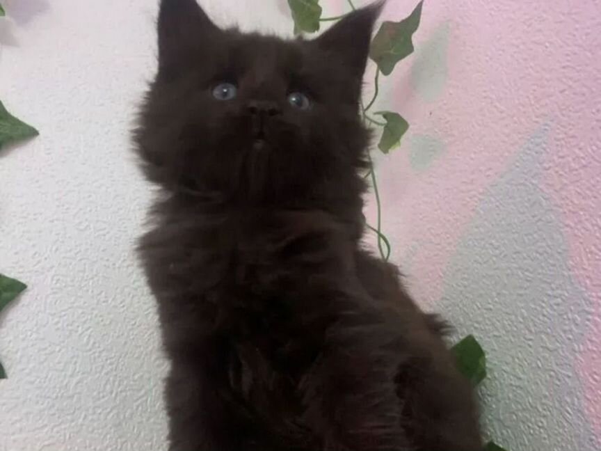 Ласковые большие гиганты переезжают