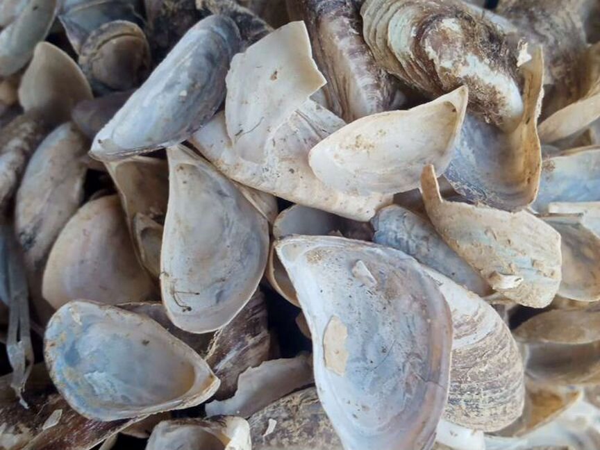 Ракушка речная и морская