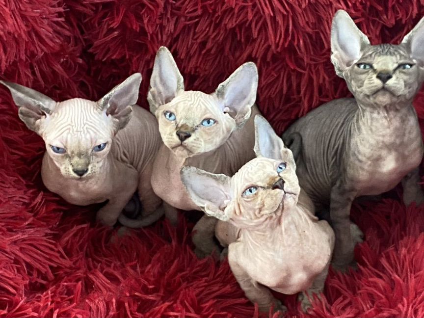 Котята Канадского сфинкса