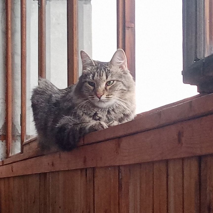 Кошка