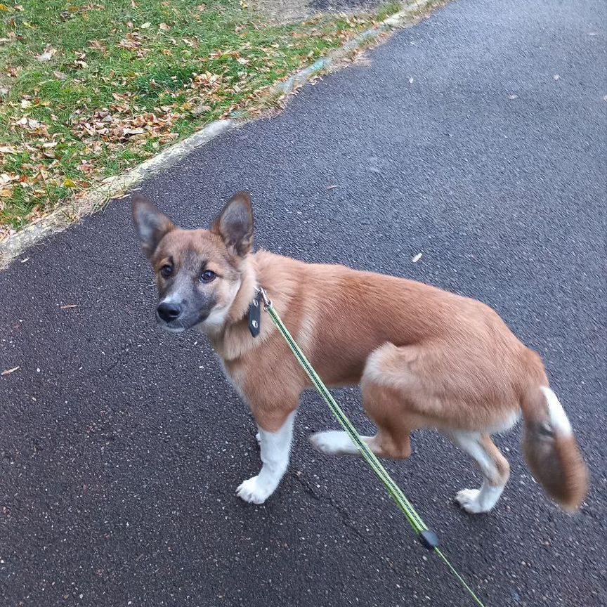 Потерялась собака Красноярск