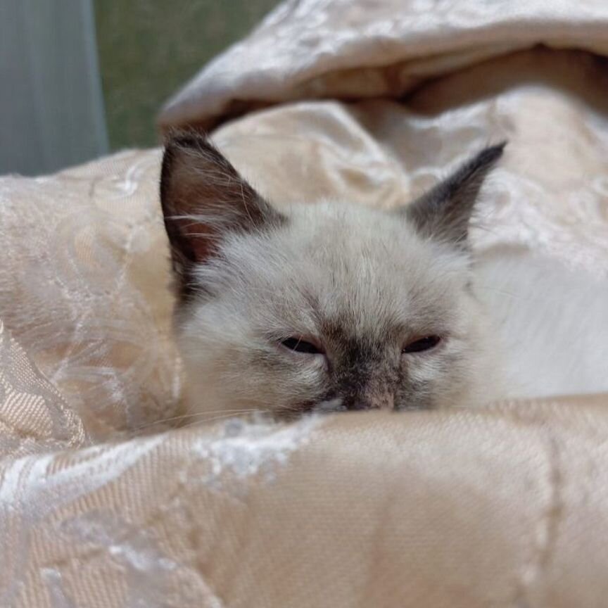 Продам кошку