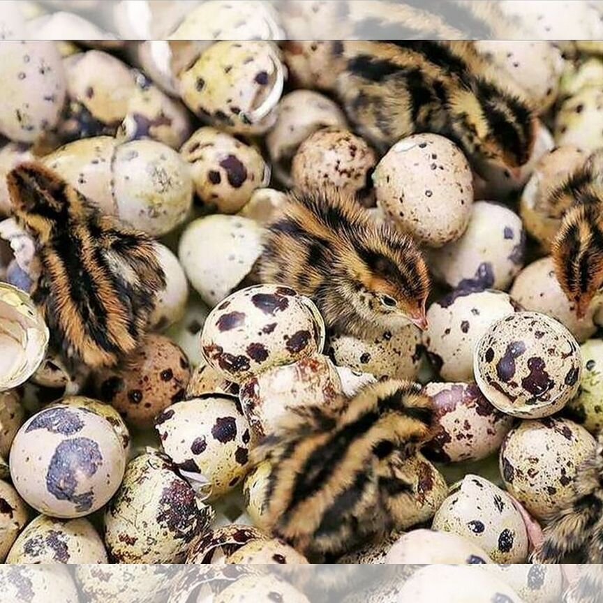 Инкубационное яйцо перепелов в наличии