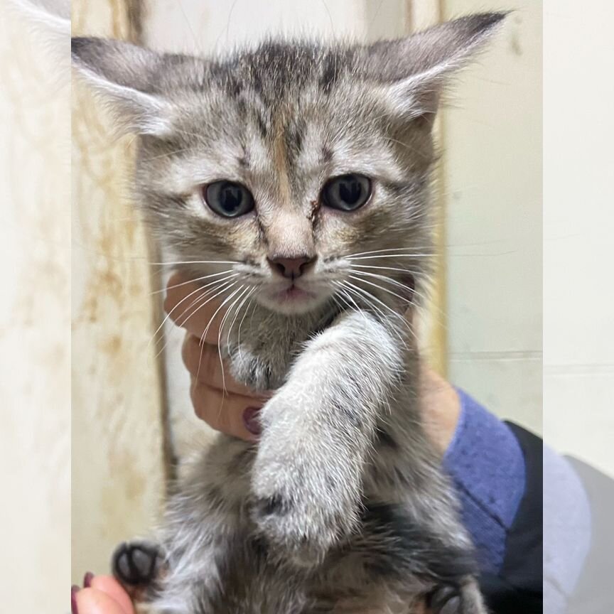 Котёнок в добрые руки