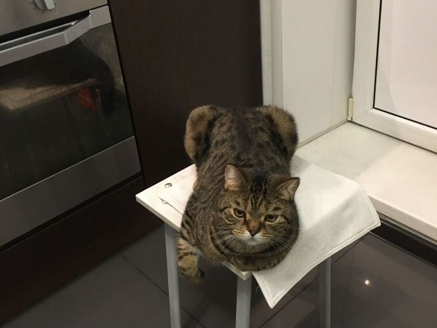 Британский кот