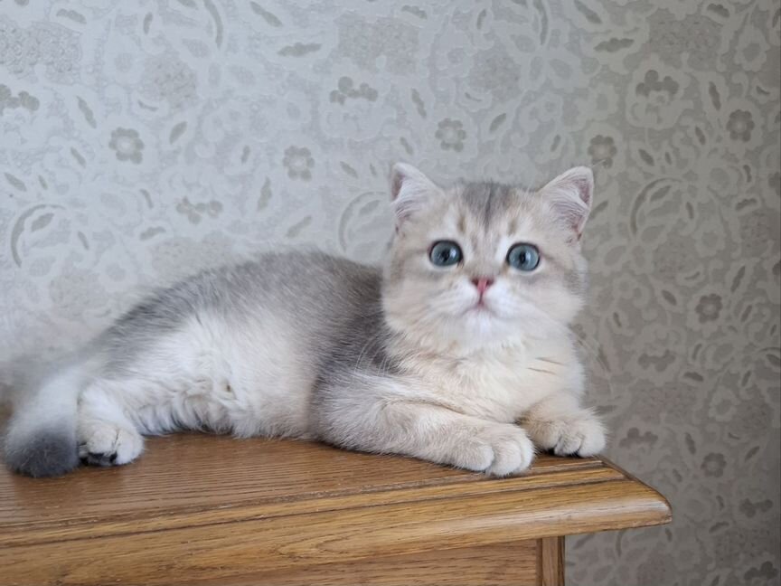 Котик голубое золото