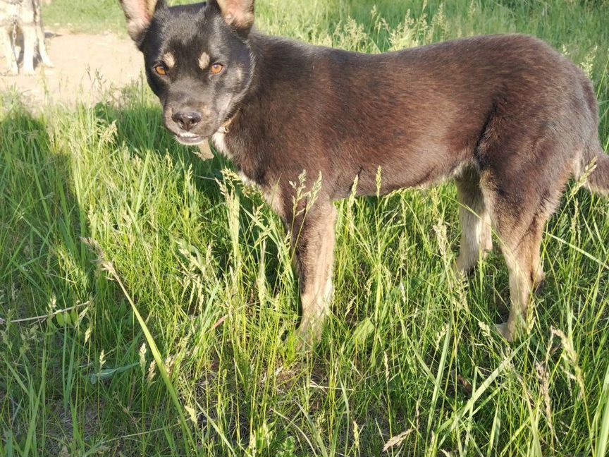 Ника ищет дом