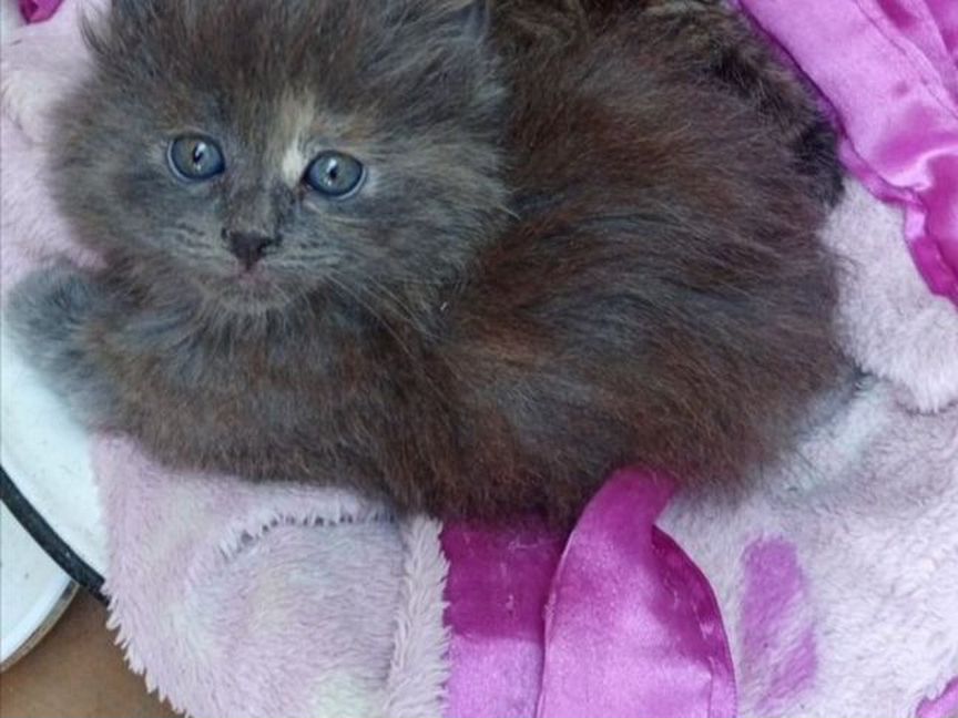 Котята найденыши