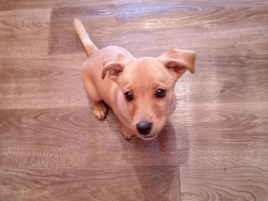 Продам щенка маленькой породы