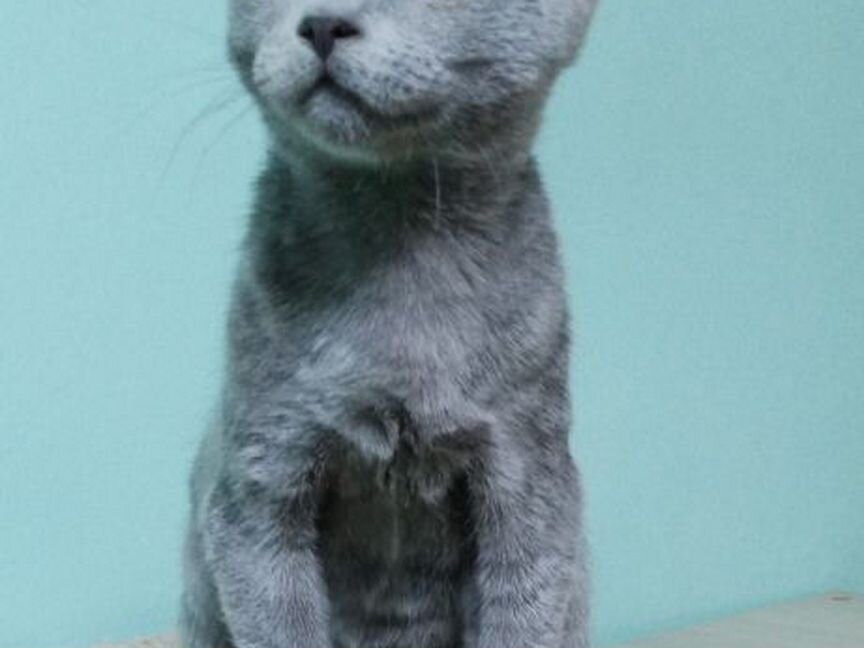 Русский голубой котик