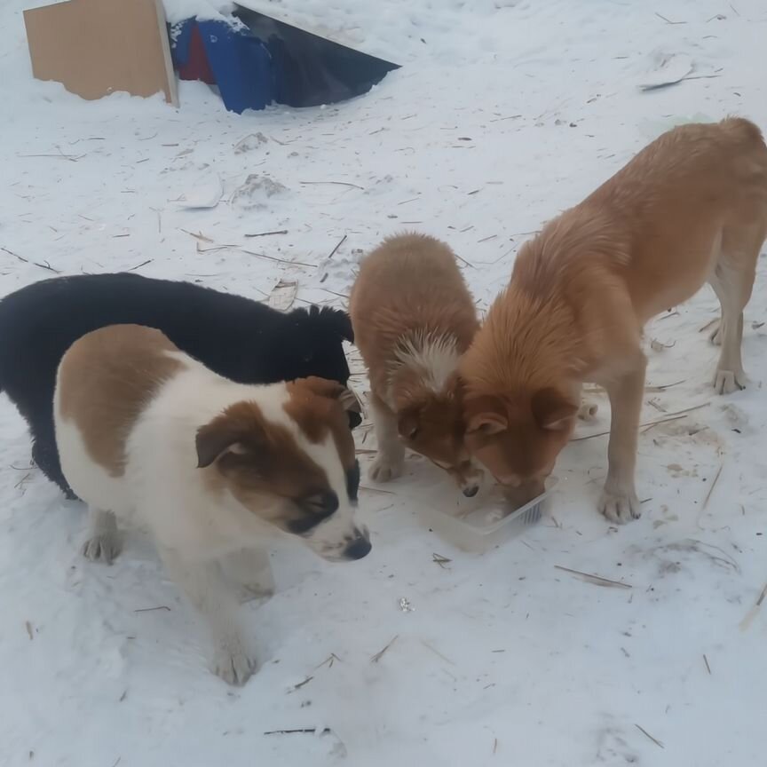 Щенок в добрые руки