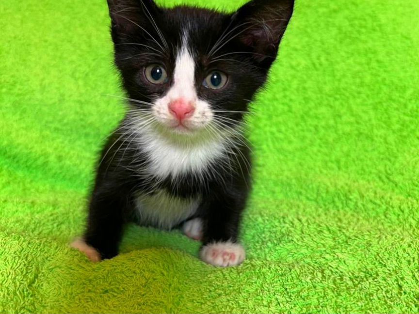 Котенок 1,5 мес. мальчик в добрые руки