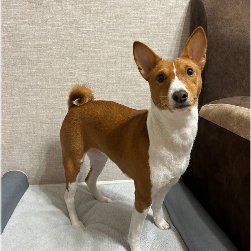 Басенджи, щенок