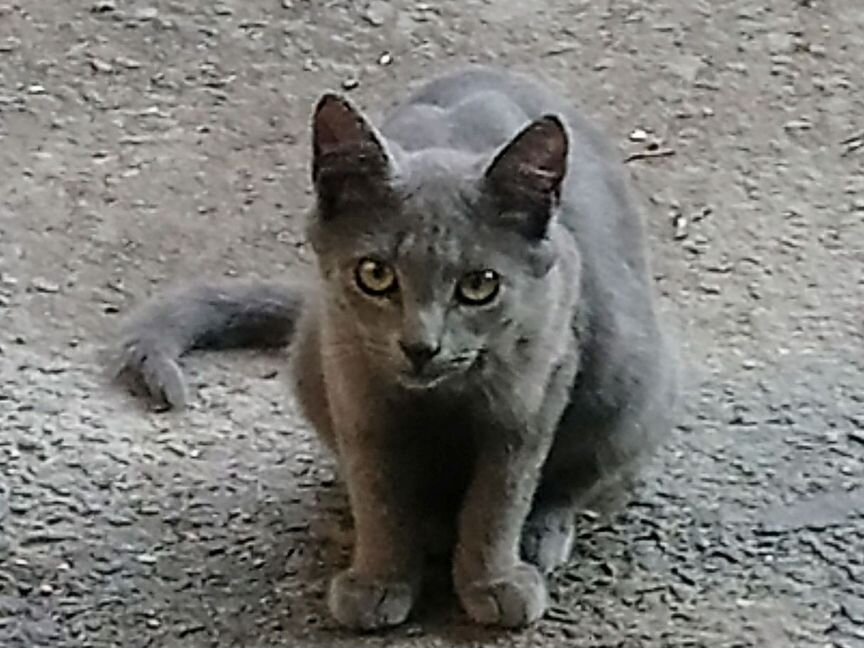 Русский голубой котенок - спасти с улицы