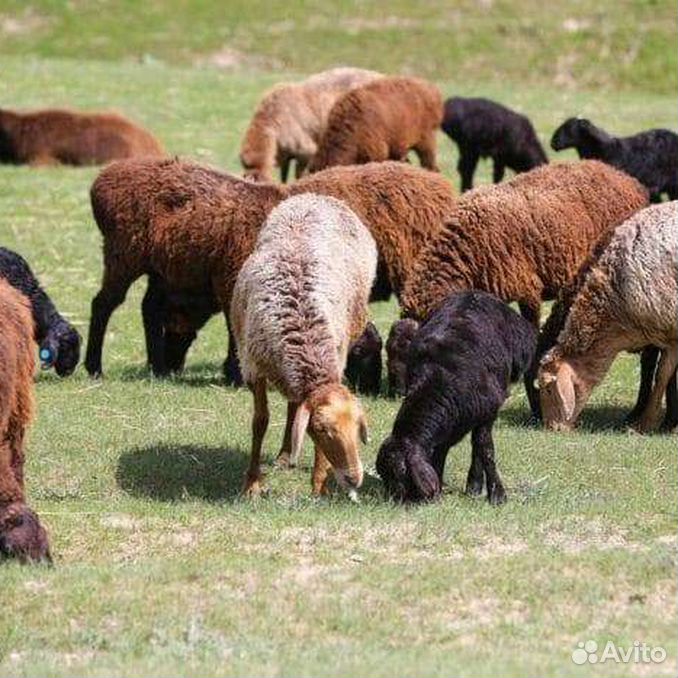 Овцы барашки ягнята