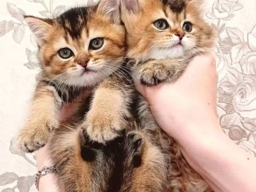 Шотландские золотые милашки