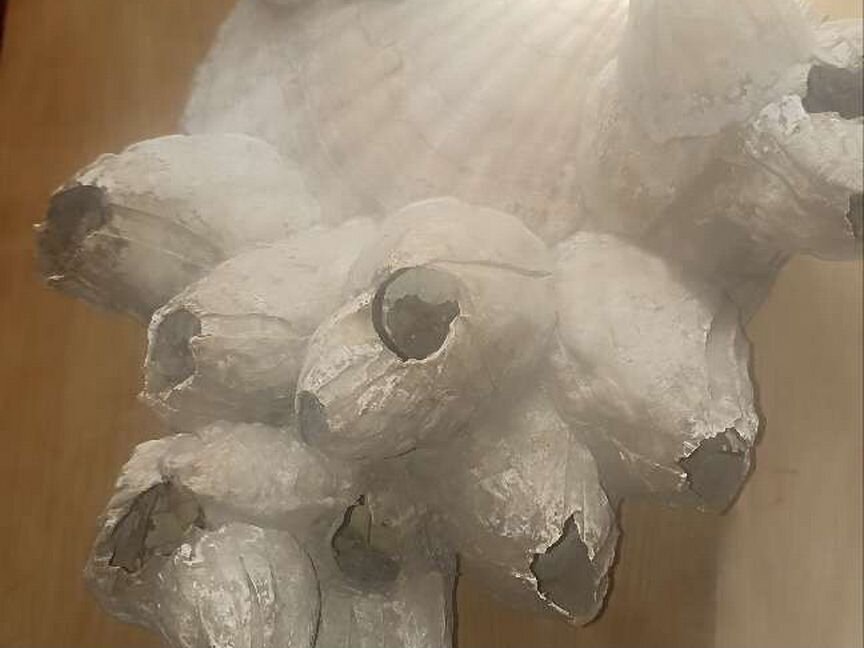 Раковины кораллы для аквариума