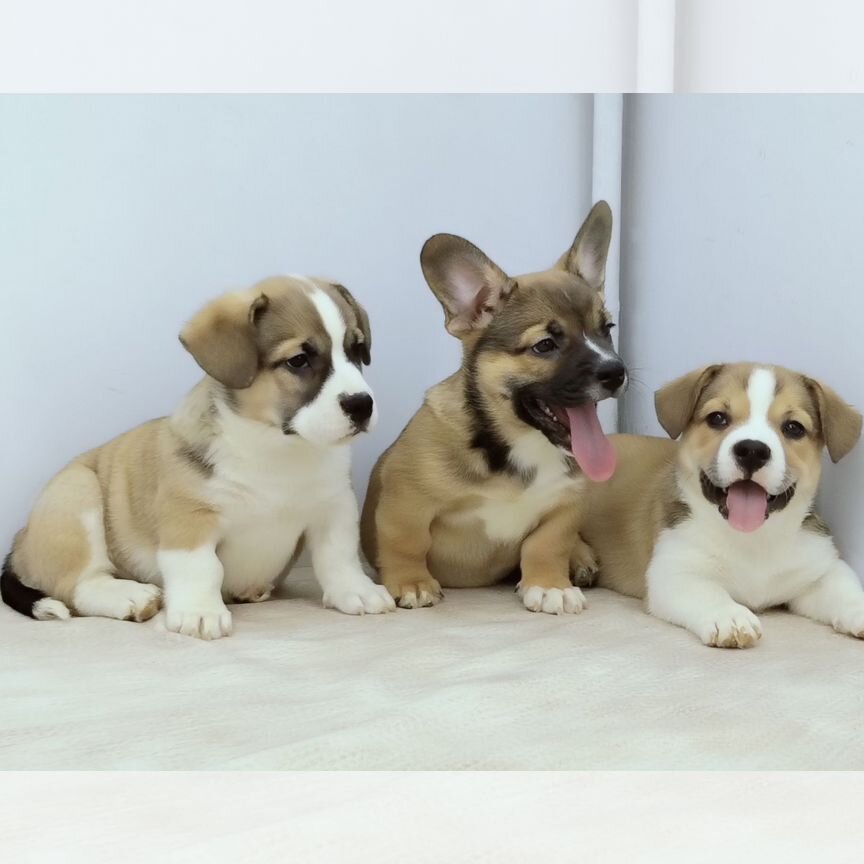 Щенок от заводчика