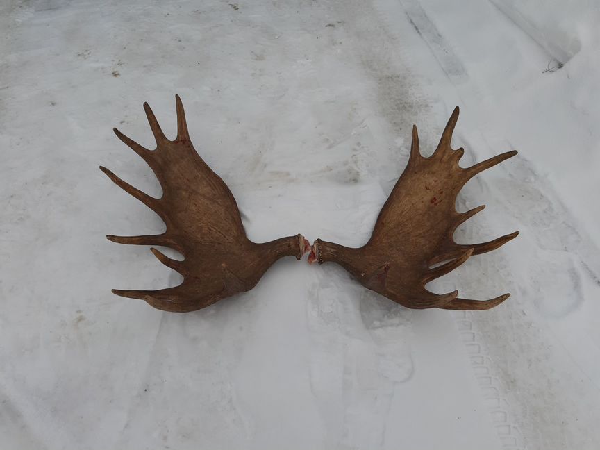 Продам щенков зсл от рабочих зверовых родителей