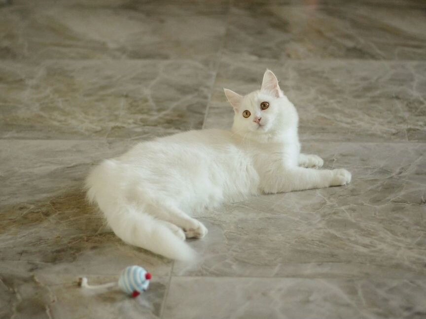 Белая кошечка подросток Белочка