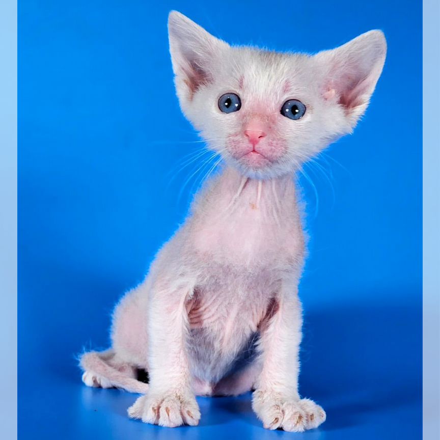 Котята Ликои