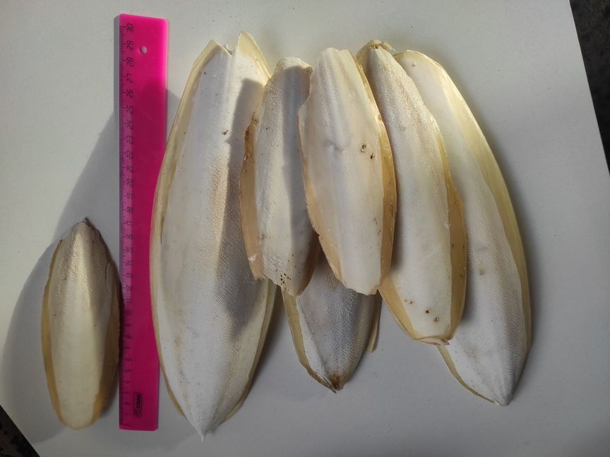 Сепия - панцирь каракатицы для попугаев