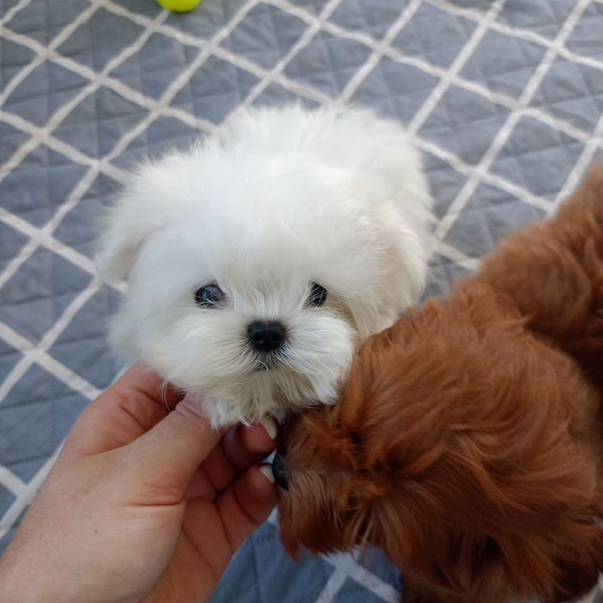 Мальтезе мальчик РКФ