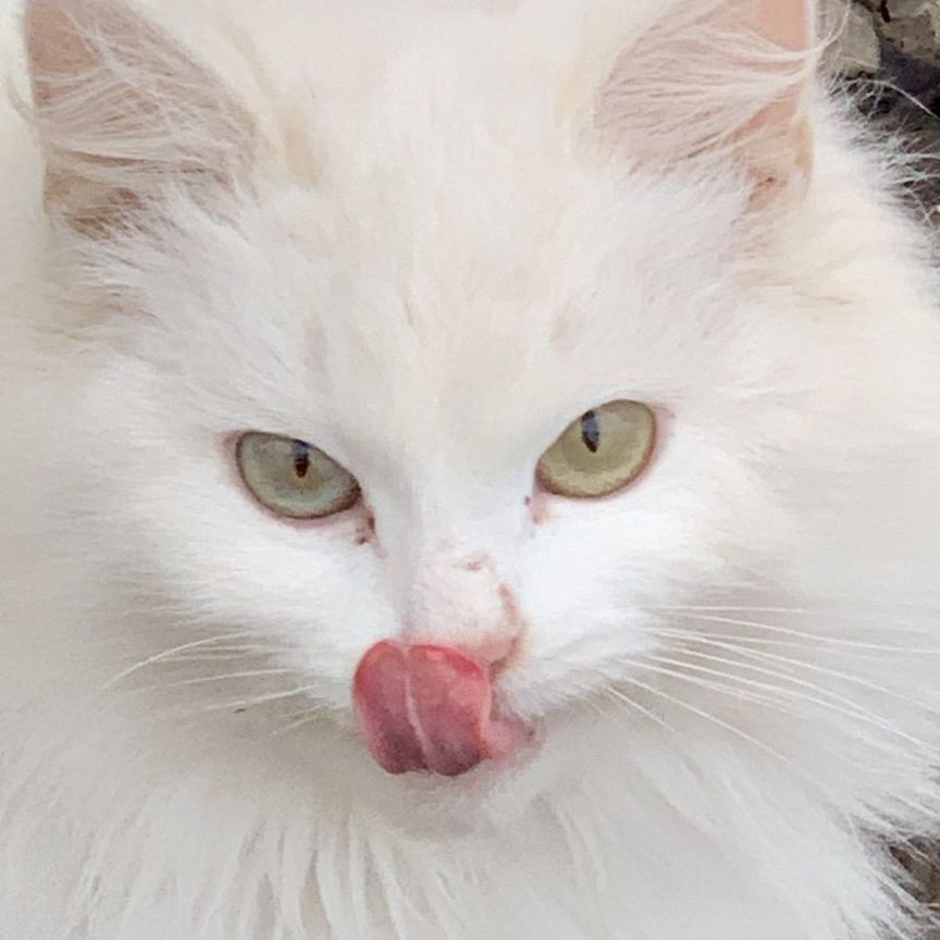 Кошечка