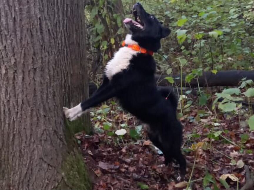 Русско европейская лайка, вязка