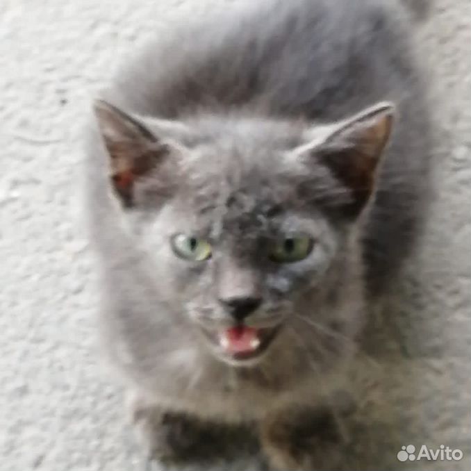 Котенок весь в коростах