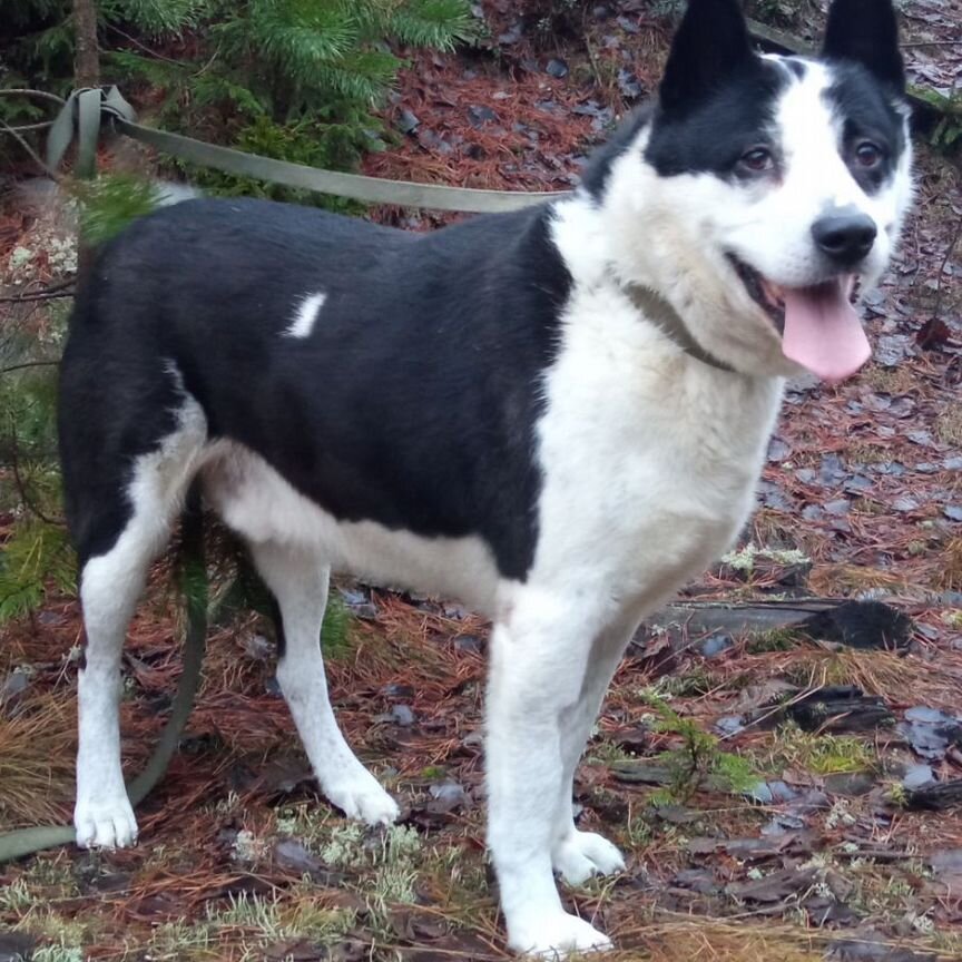 Взрослая собака в добрые руки