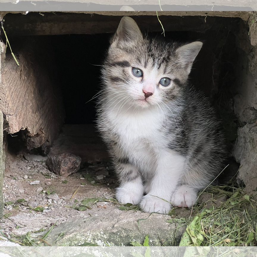Котята в добрые руки