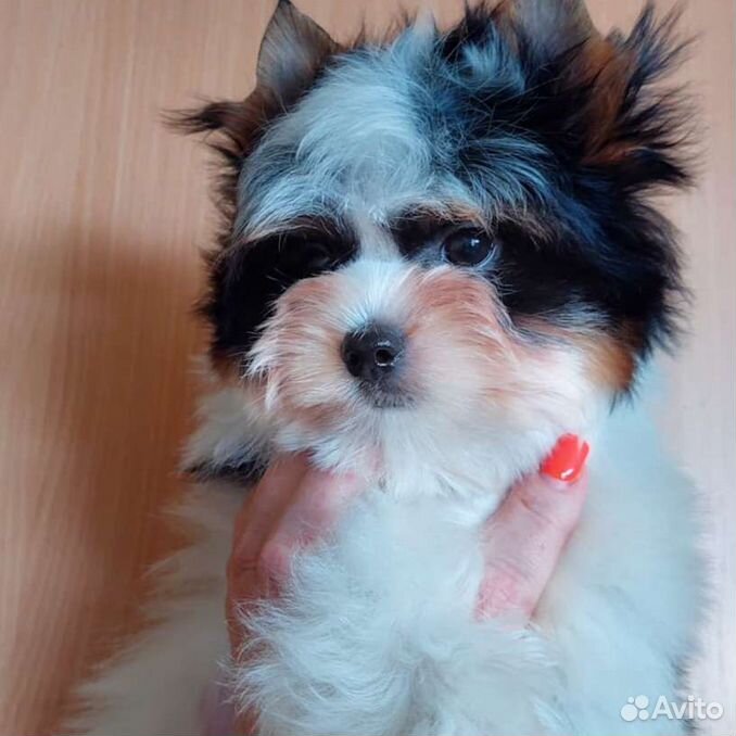 Кобель Бивер йорка