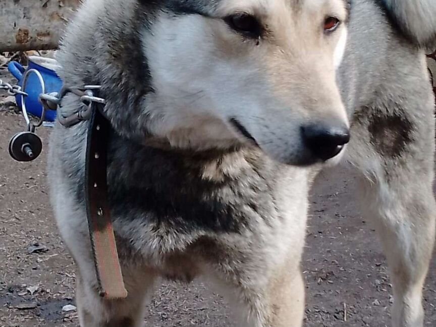 Собака
