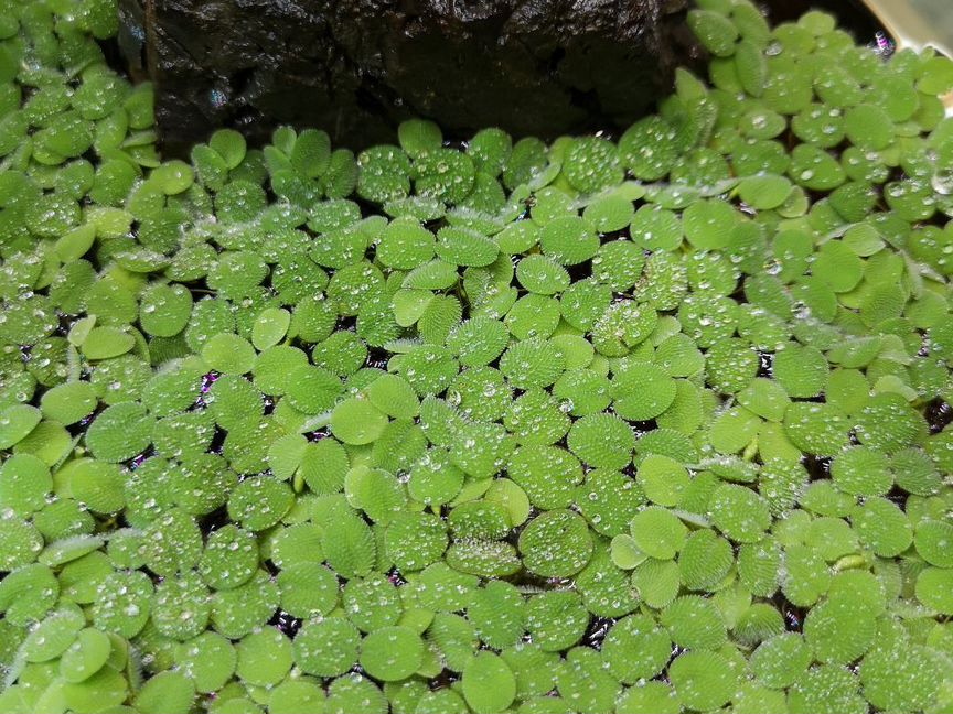 Сальвиния плавающая для аквариума, флорариума