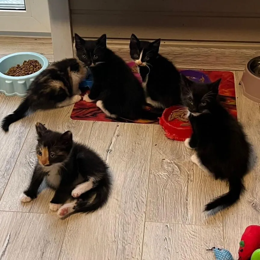 Котята в добрые руки бесплатно