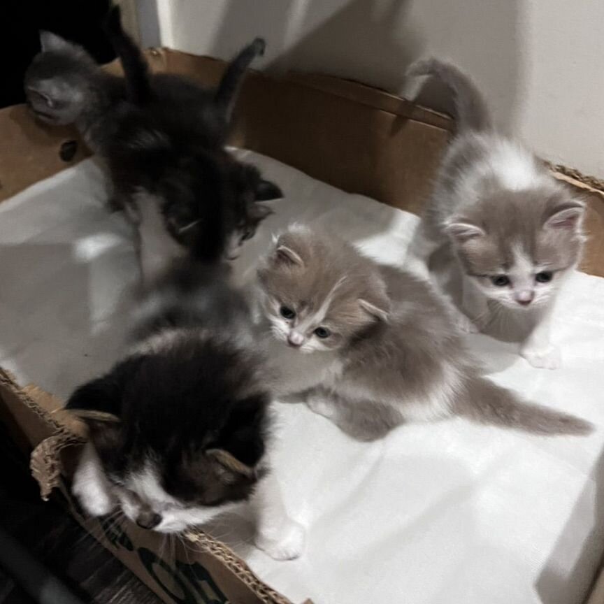 Британский короткошёрстный котёнок