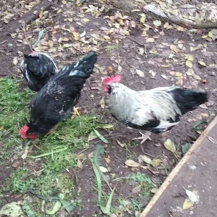 Продампетухов