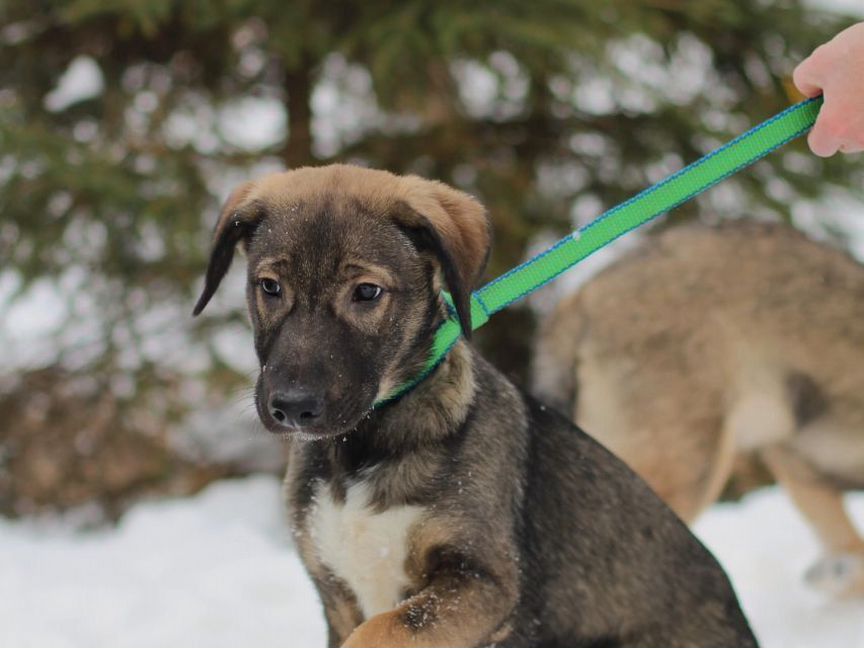 Щенок в добрые руки