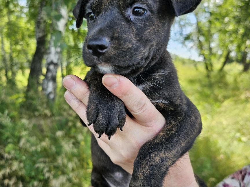 Девочка 1,5 месяца