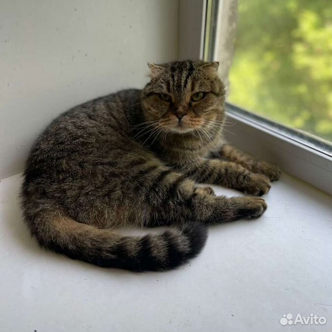 Кошечка типаж породы шотланской