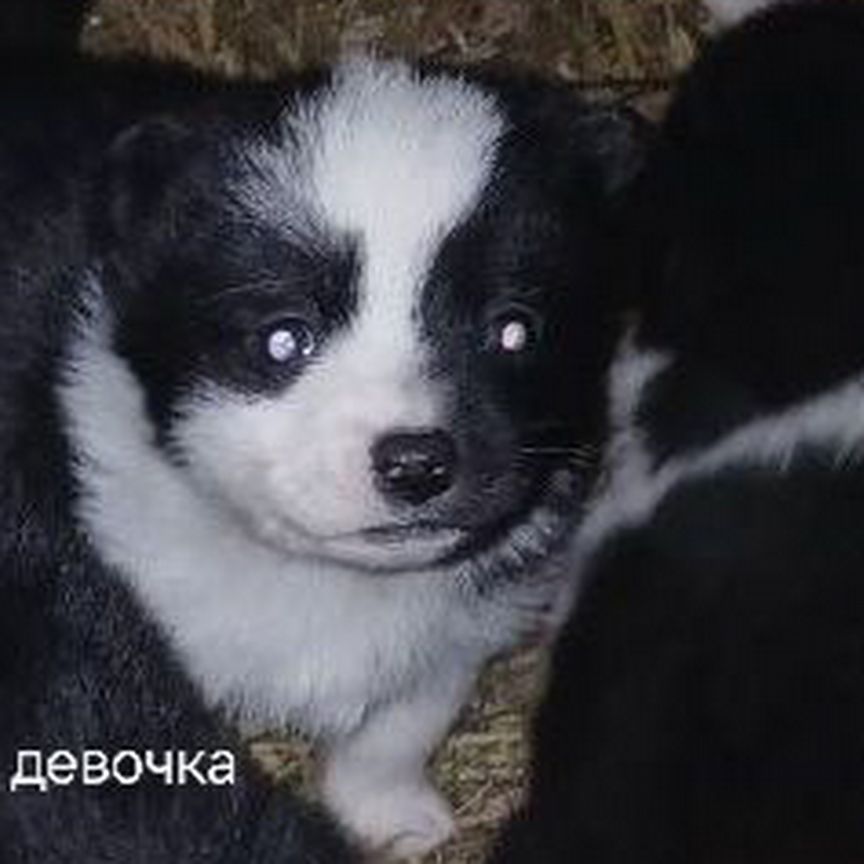 Русско-европейская лайка, щенок