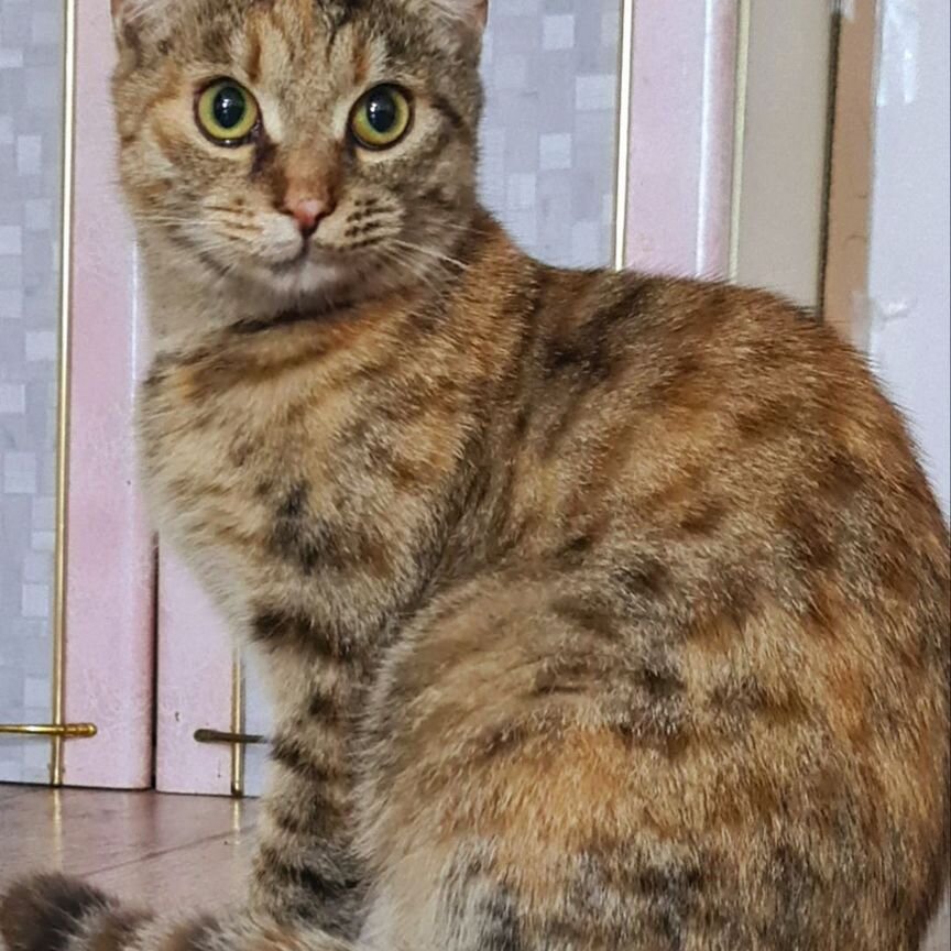 Кошки
