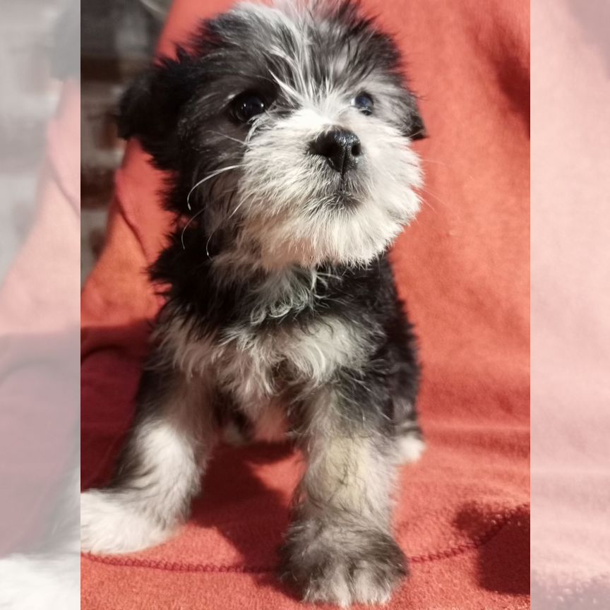 Йоркширский терьер, щенок