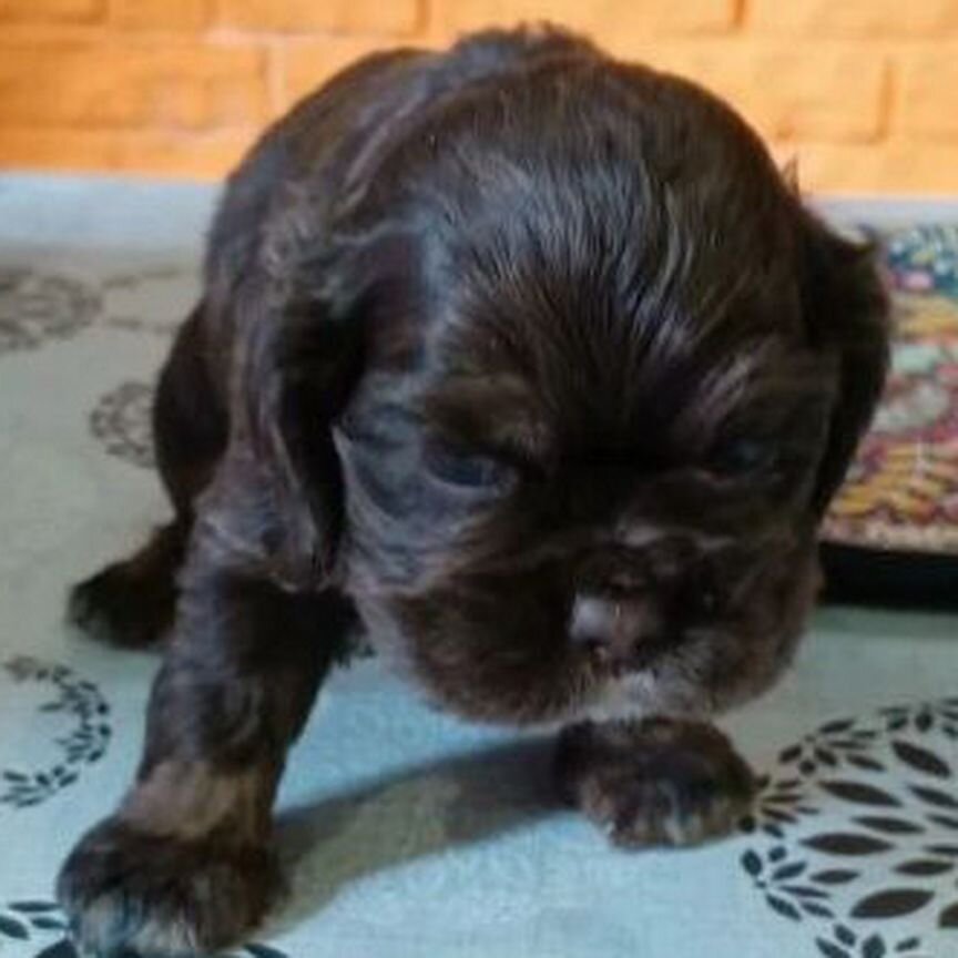 Американский кокер-спаниель, щенок